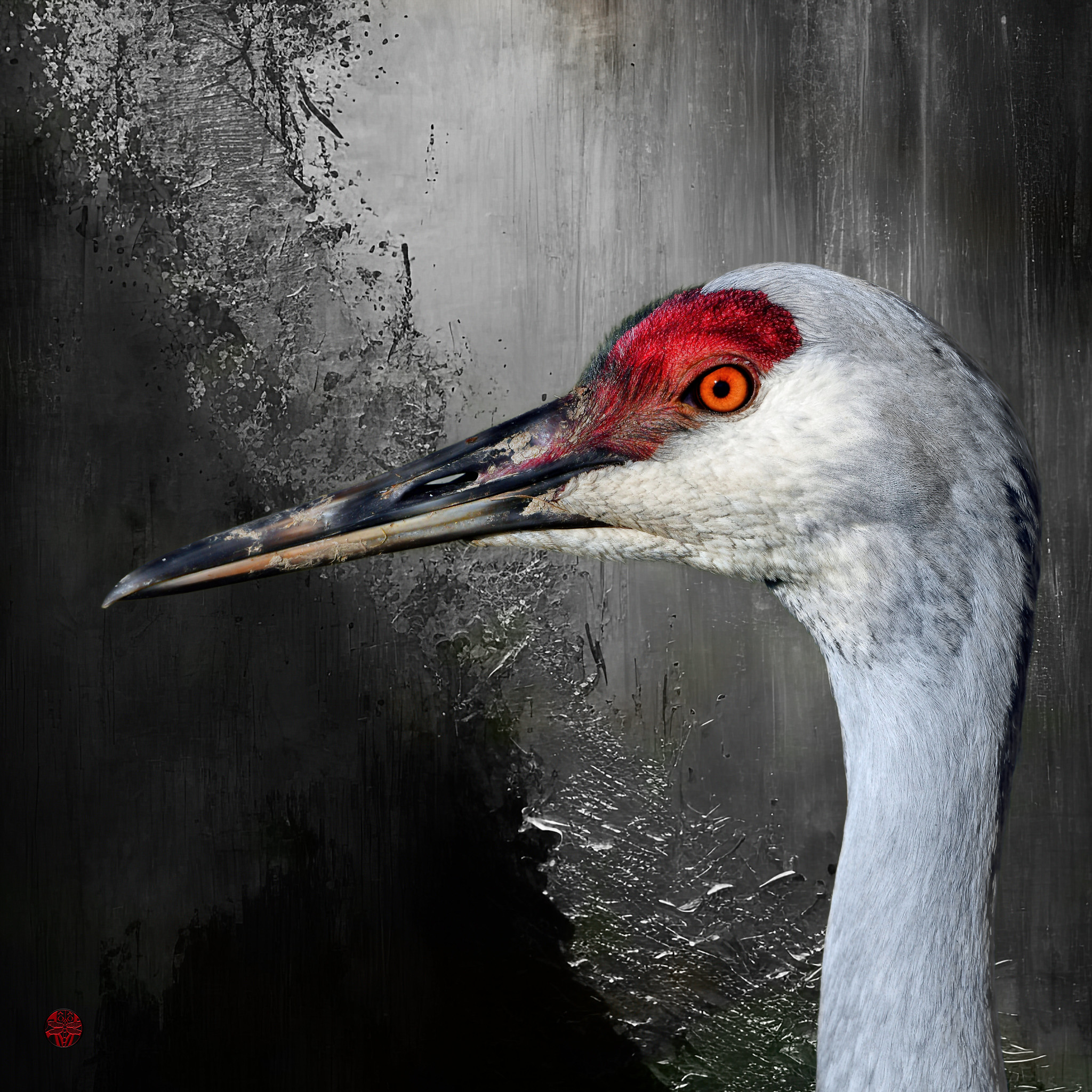 Birds of a Feather – on until July 31 | Gabriola Photography Club